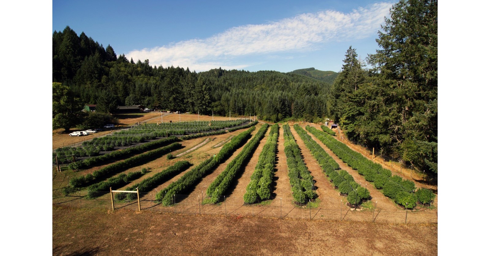 Halo Signs Deal to Acquire Winberry Farms | Only Cannabis News